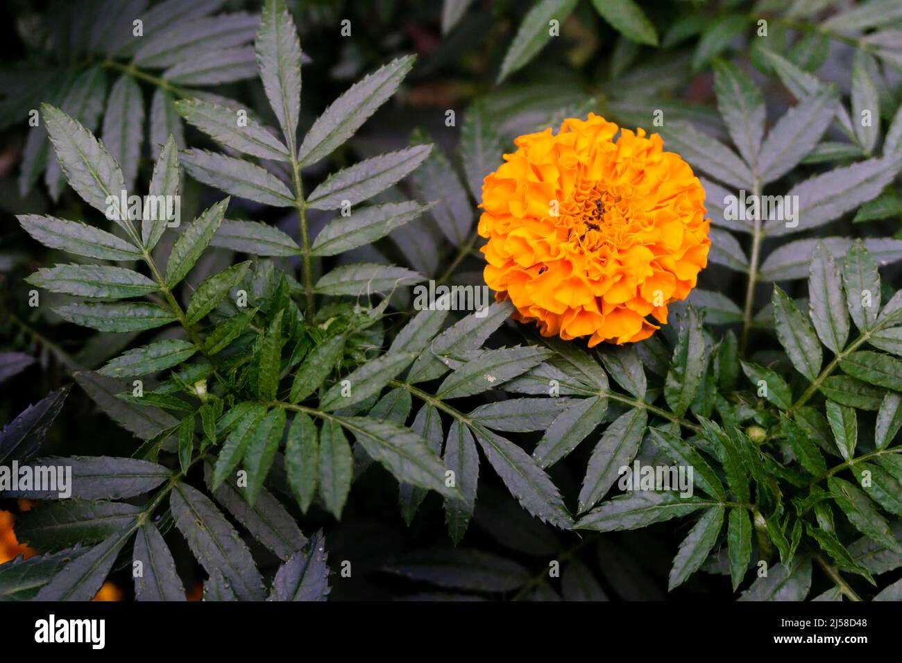 A close up shot of Yellow and orange marigold flowers (tagetes) in ...