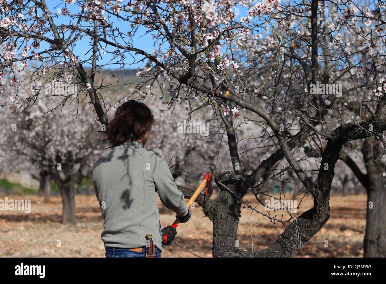 Farmer man splitting branch of almond tree with axe during flowering ...