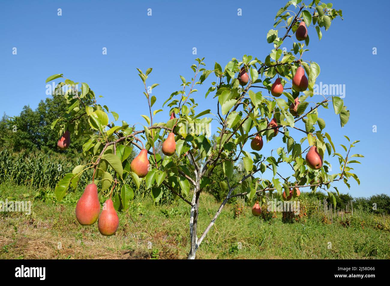 Growing red sweet pears on the pear tree Stock Photo - Alamy