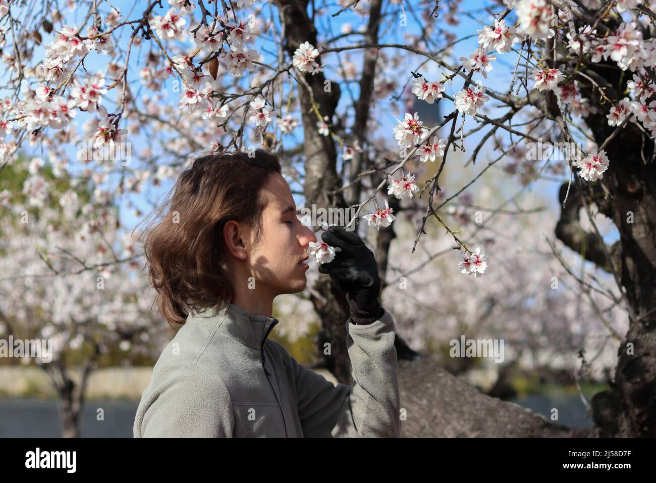 Long-haired young man smelling flowers from the tree in an almond grove ...