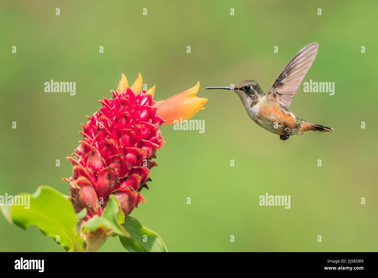 Female hummingbird flies in hovers hi-res stock photography and images ...