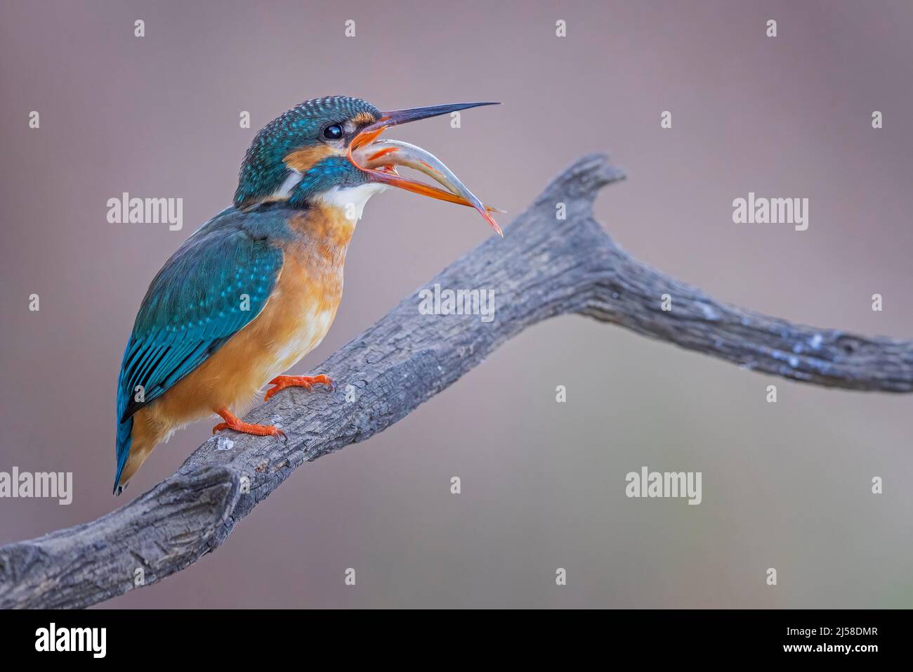 Common kingfisher (Alcedo atthis) Female with captured perch, devouring ...