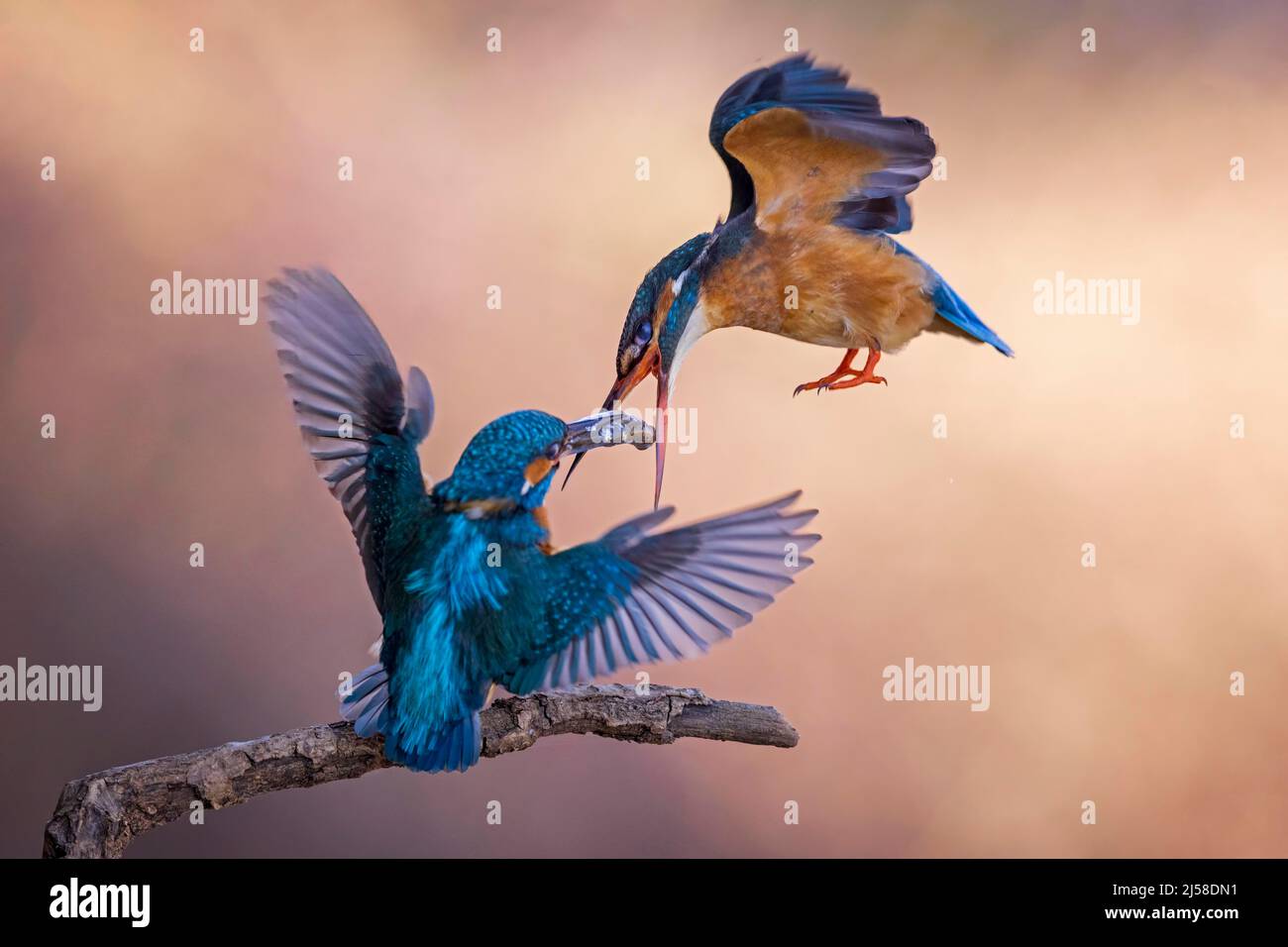 Successful mating hi-res stock photography and images - Alamy