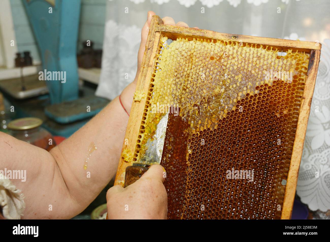 Beekeeper extracting fresh honey from a honeycomb with a knife tool ...