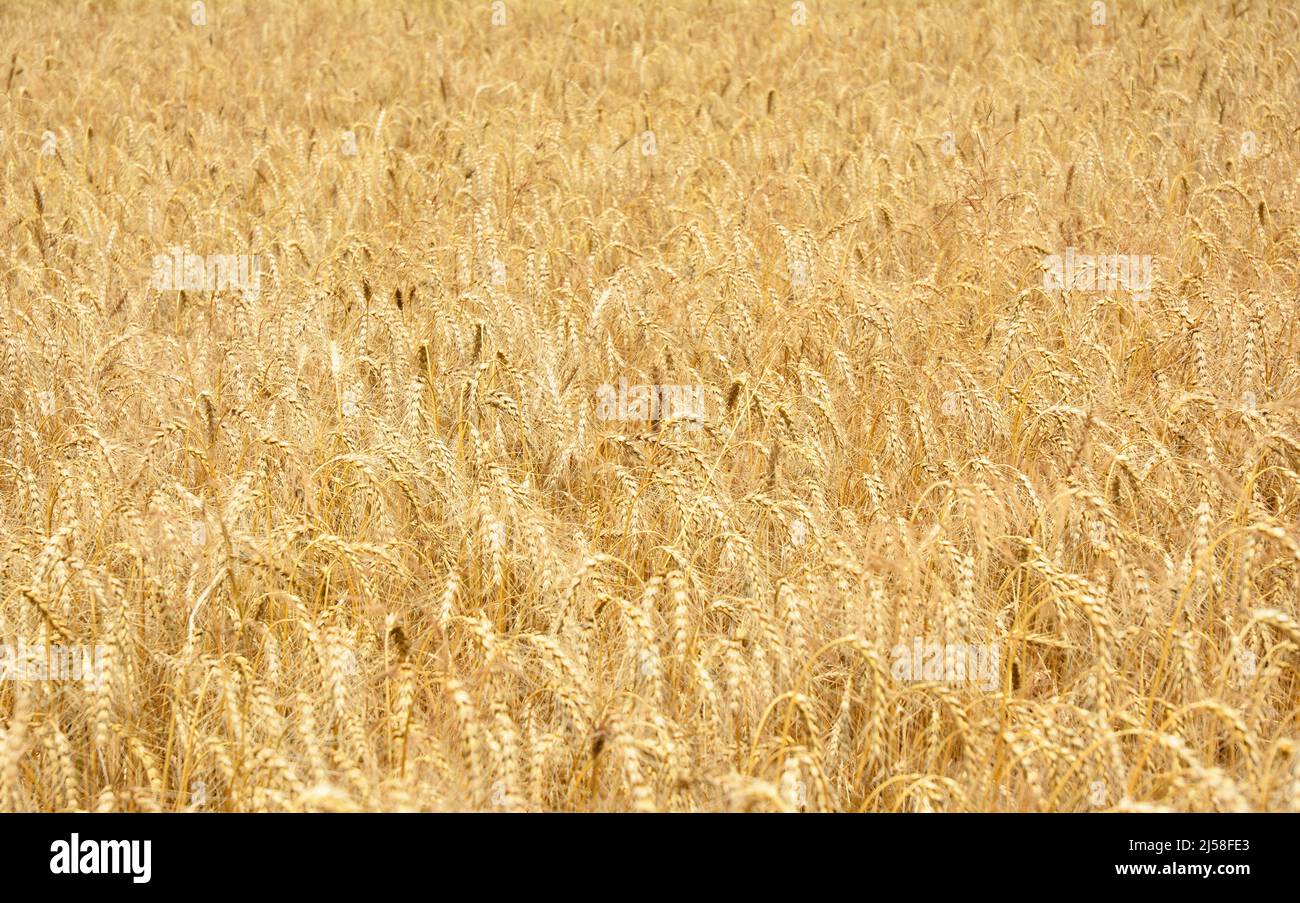 Harvest and seed hi-res stock photography and images - Alamy