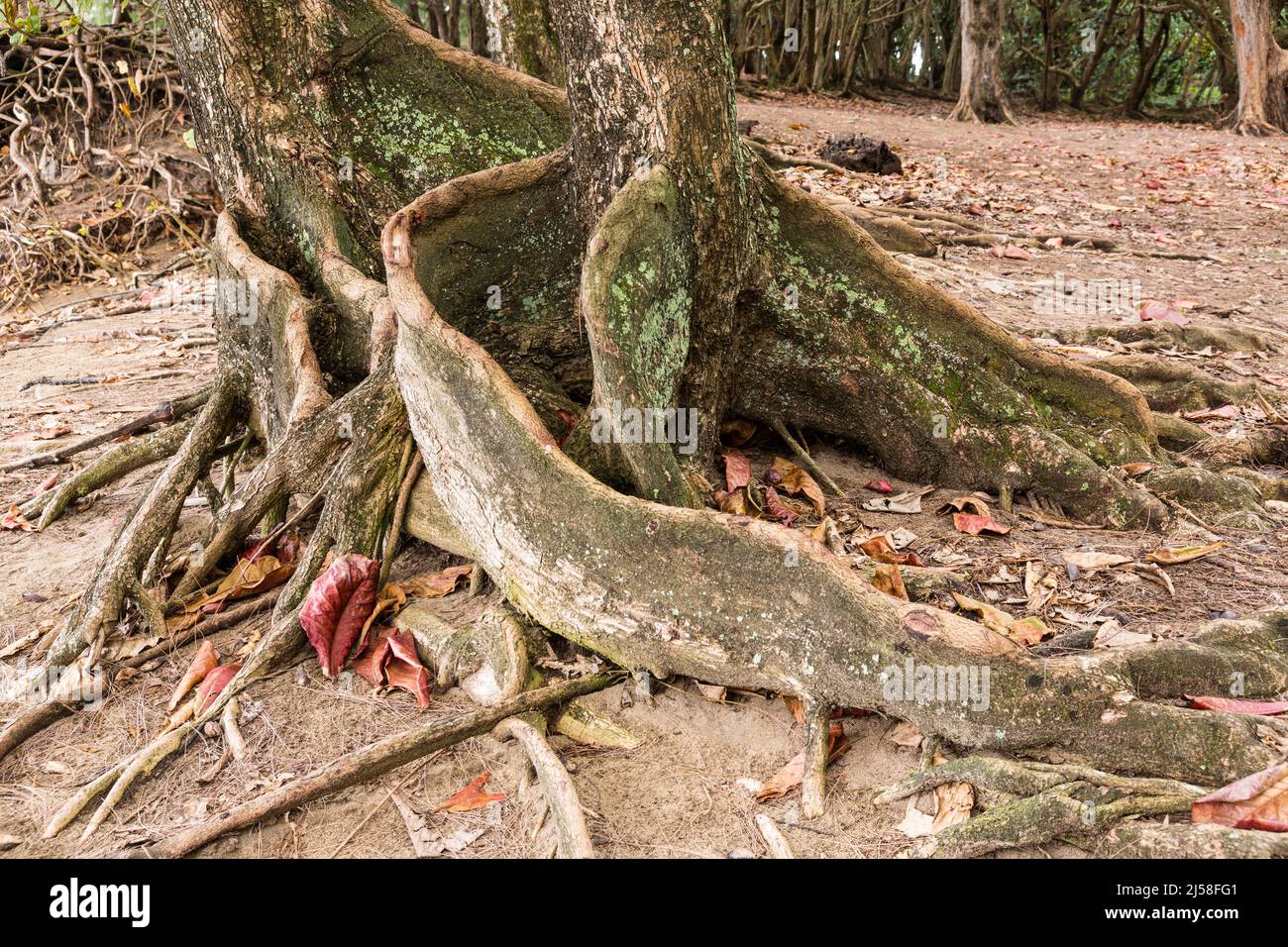 Buttress roots on a tropical deciduous tree at the edge of Kee Beach on ...