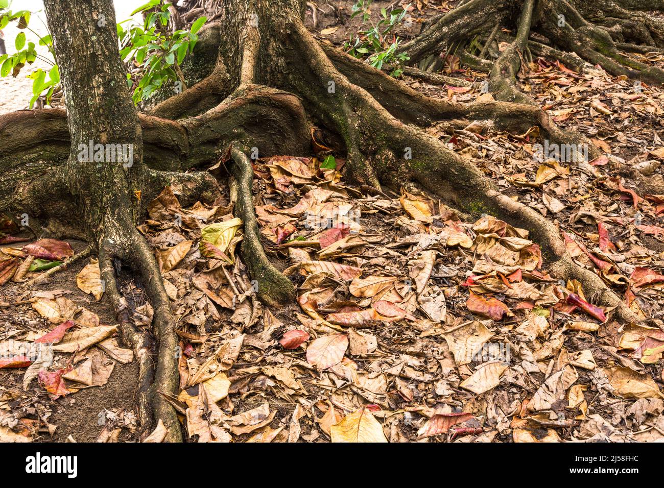 Buttress roots on a tropical deciduous tree at the edge of Kee Beach on ...