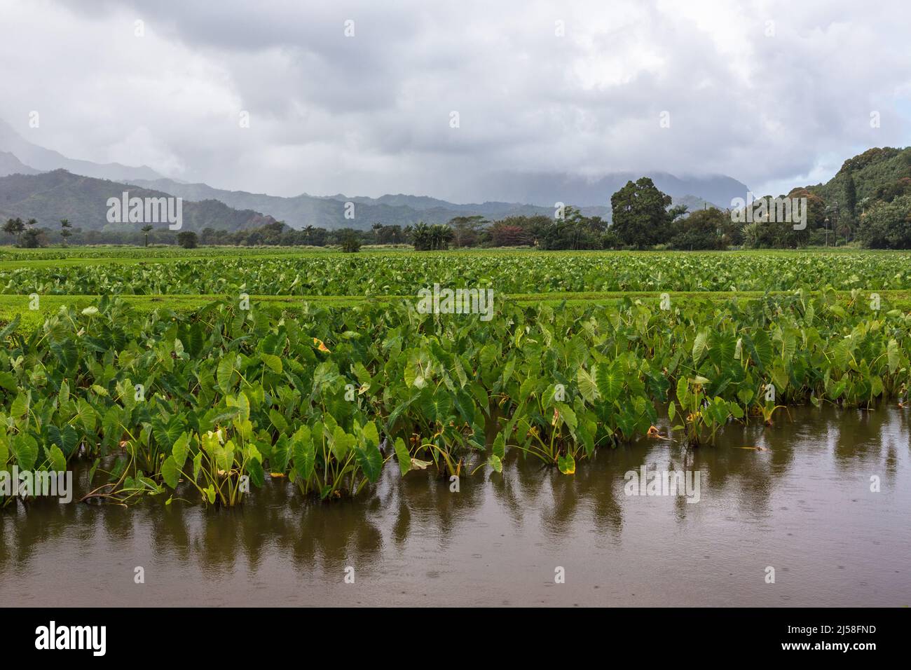 A flooded field of Taro plants, Colocasia esculenta, growing on the ...