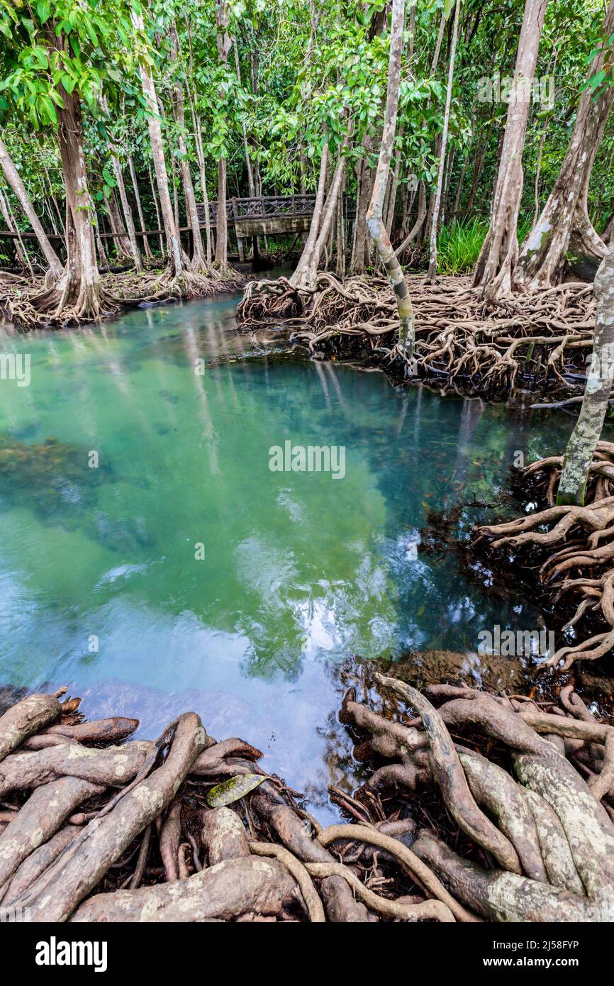 Tropical tree roots or Tha pom mangrove in swamp forest and flow water ...