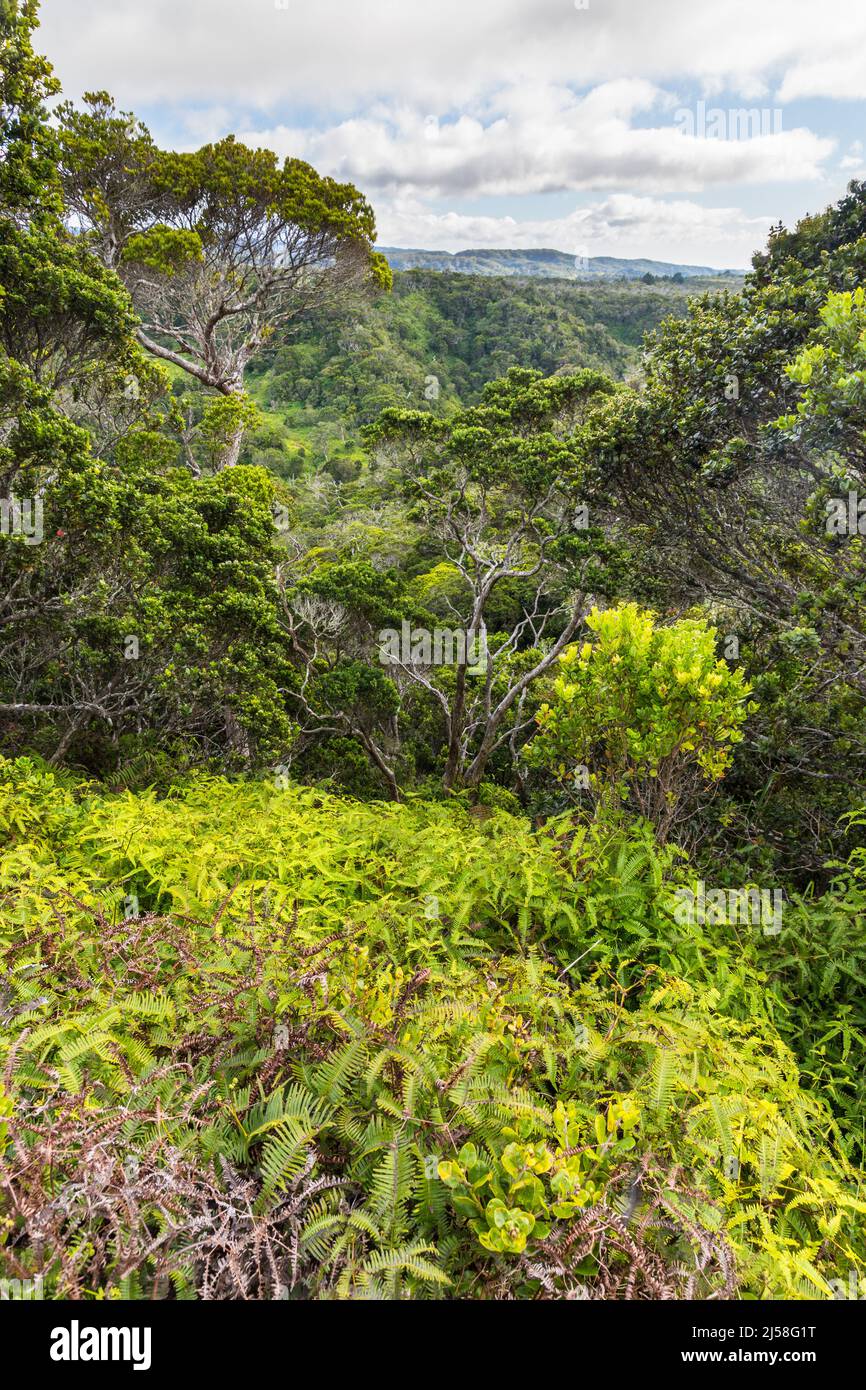 Kona hawaii plants hi-res stock photography and images - Alamy