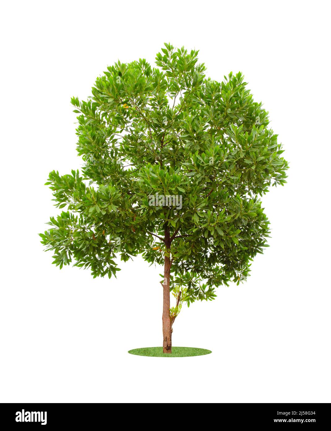 Single Tree isolated on white background, With Clipping path Stock ...