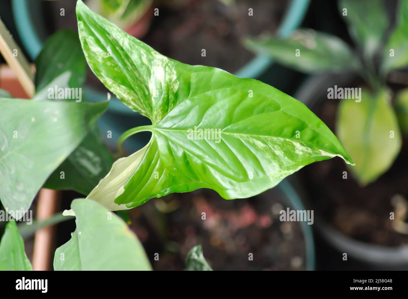 Syngonium podophyllum, Arrowhead Vine or Goosefoot Plant or Araceae ...