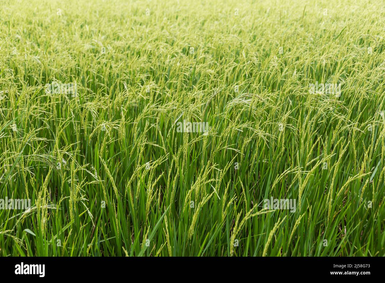 The Rice field, Thailand, Southeast Asia Stock Photo - Alamy