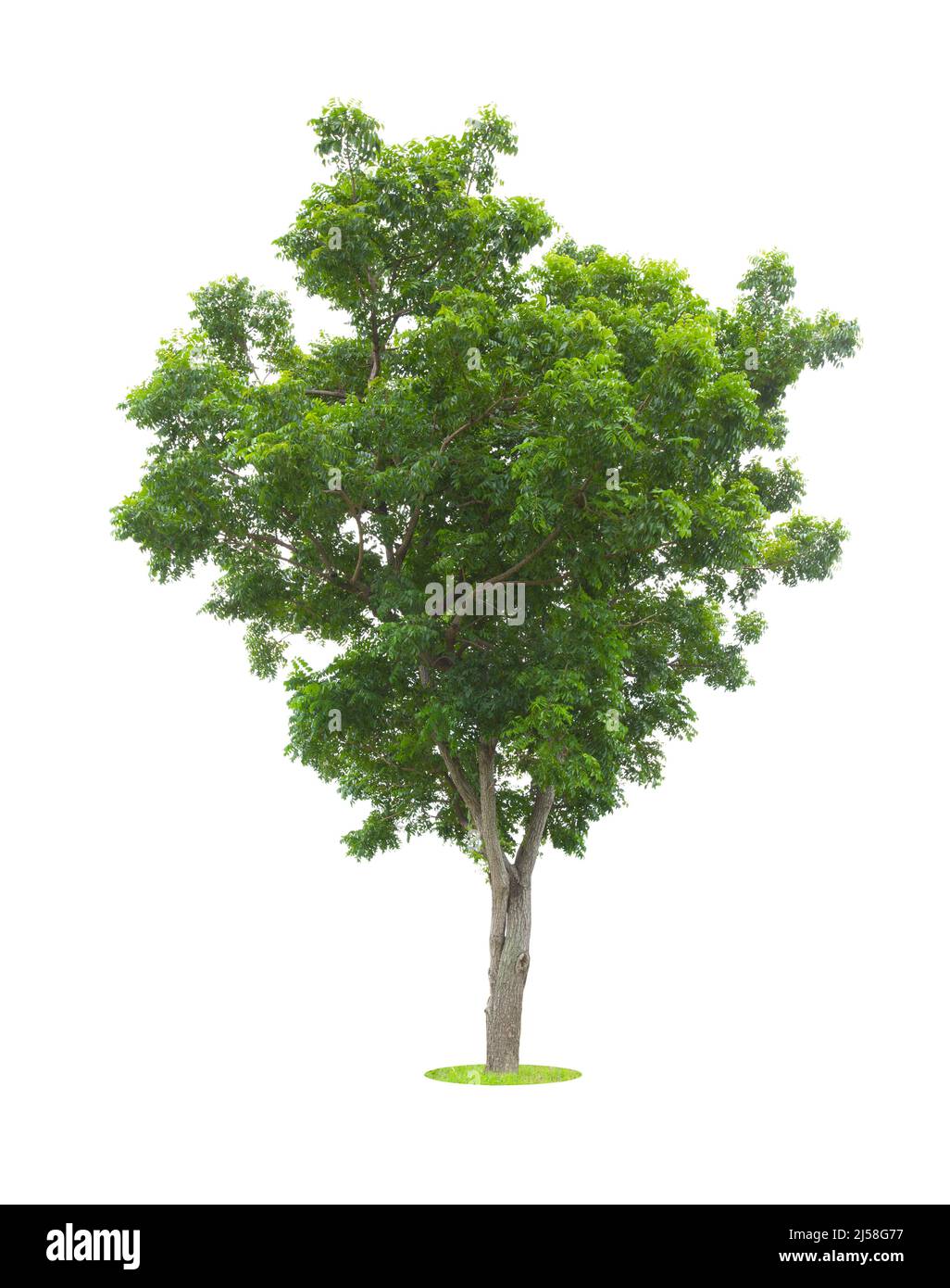 Single Tree isolated on white background, With Clipping path Stock ...