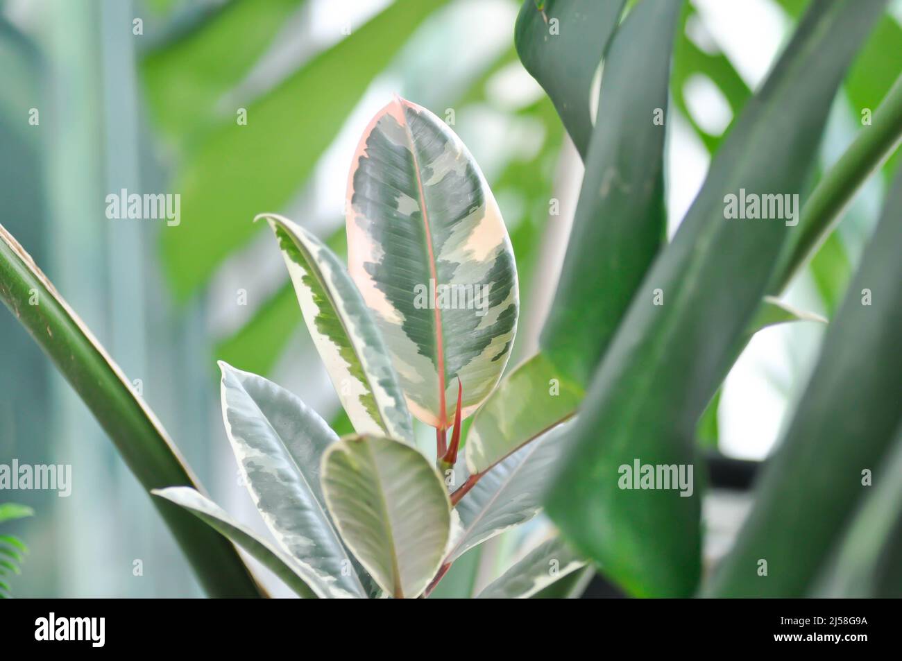 Decora Tree, Indian Rubber Tree or Rubber Plant or Variegated Indian ...
