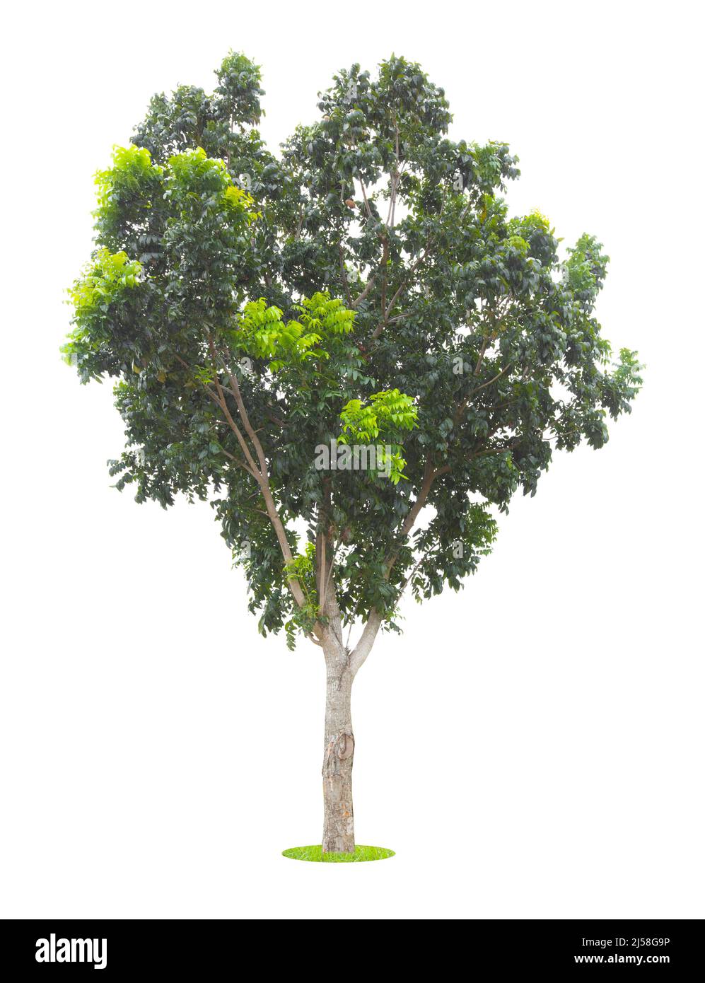 Single Tree isolated on white background, With Clipping path Stock ...