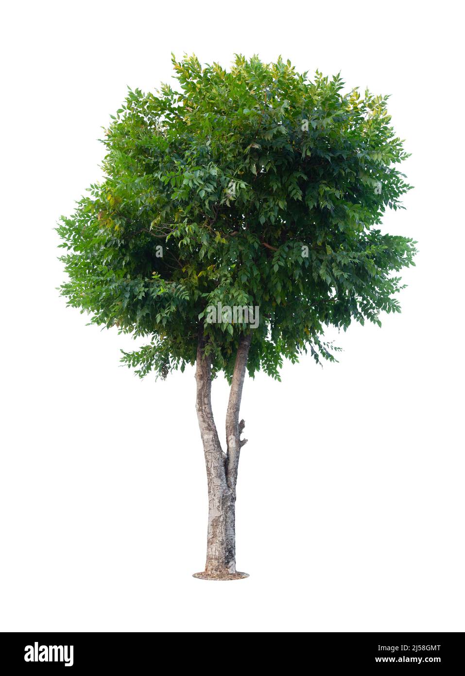 The Single Tree isolated on white background, With Clipping path Stock ...