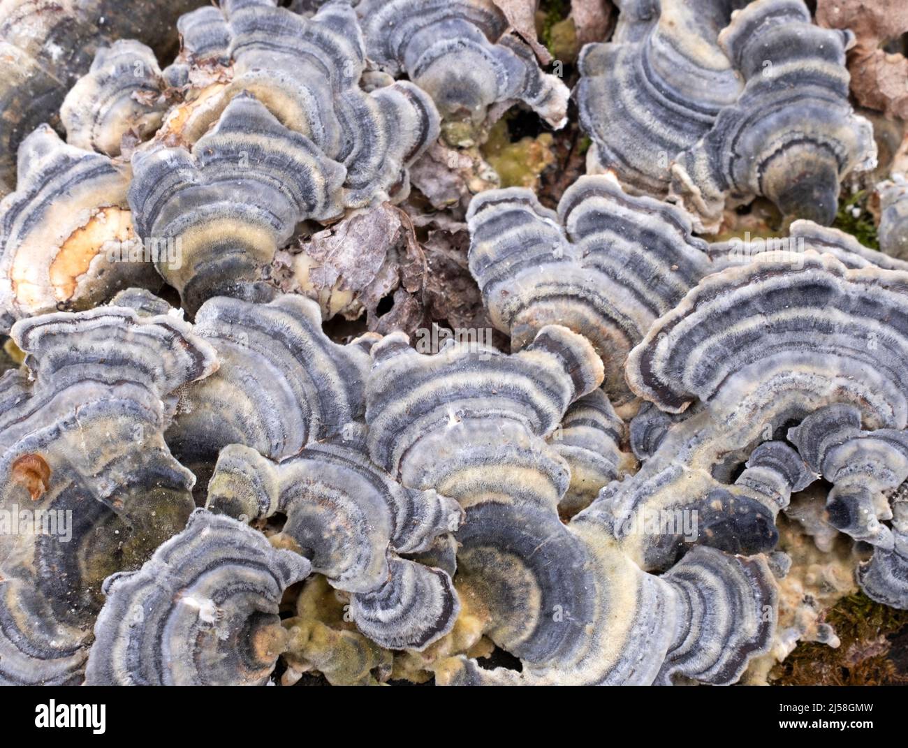 Mother fungus hi-res stock photography and images - Alamy