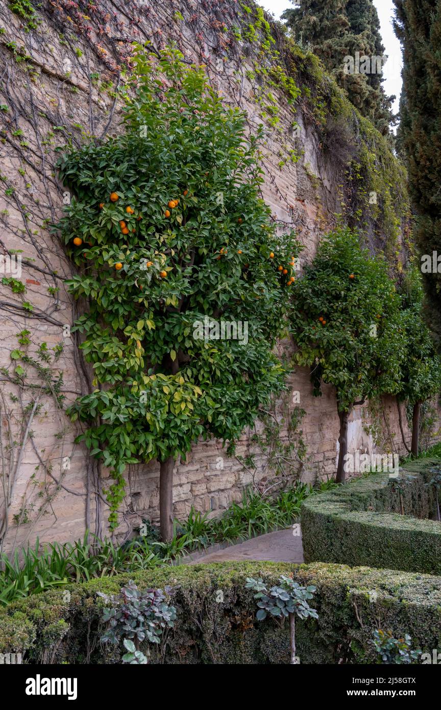 Medieval gardens design in Andalusian style, trees, plants, flowers and ...