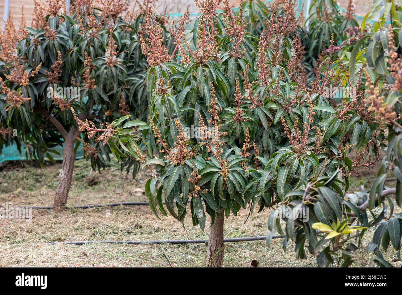 Mango tree in bloom in india hi-res stock photography and images - Alamy