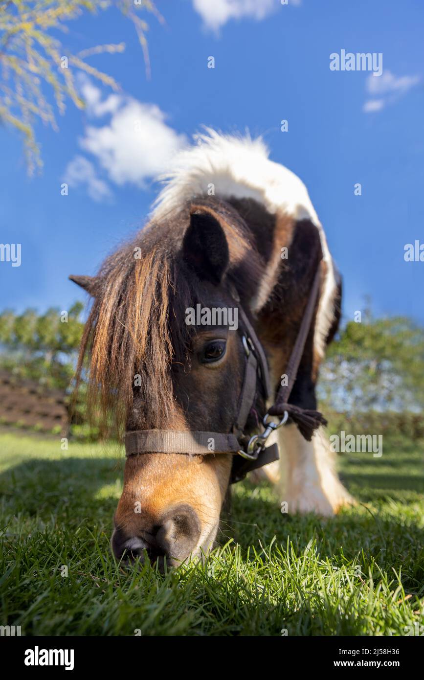 Portrait of a pony seen from below eating grass with greenery ...