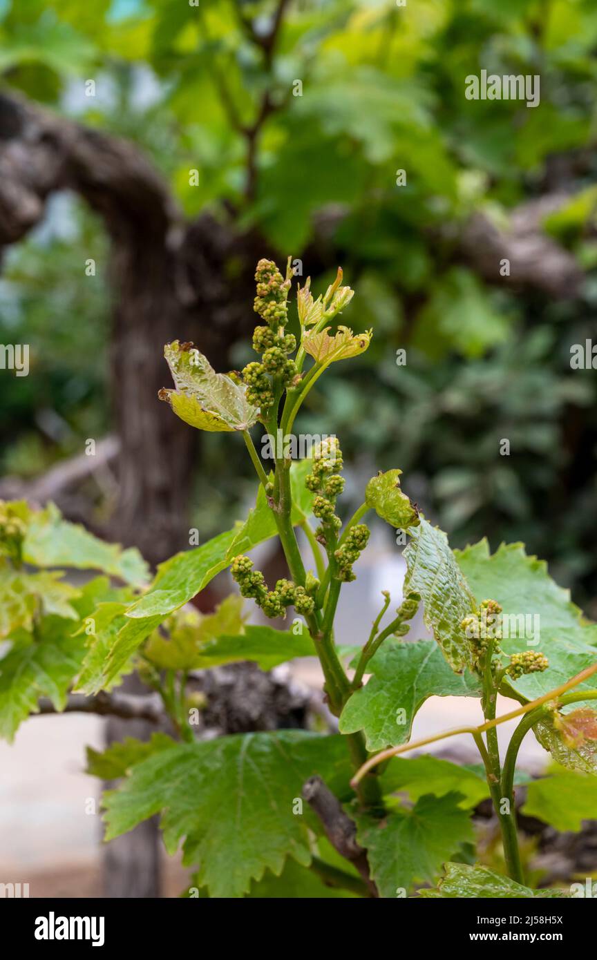 Young cluster of grapes in blossom on old grape vine on vineyard Stock ...