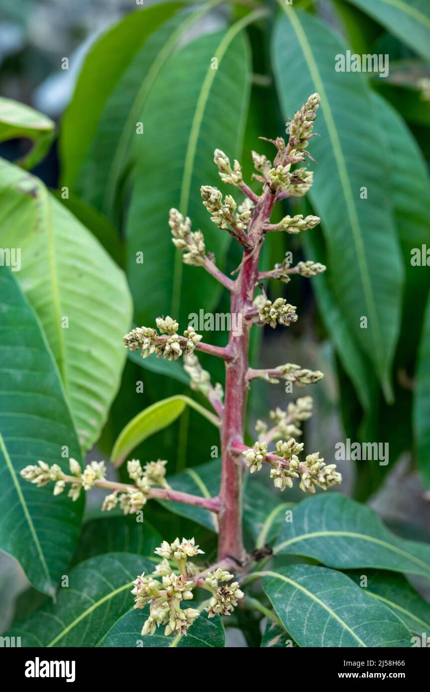 Seasonal blossom of evergreen mango fruit trees on plantations in Costa ...