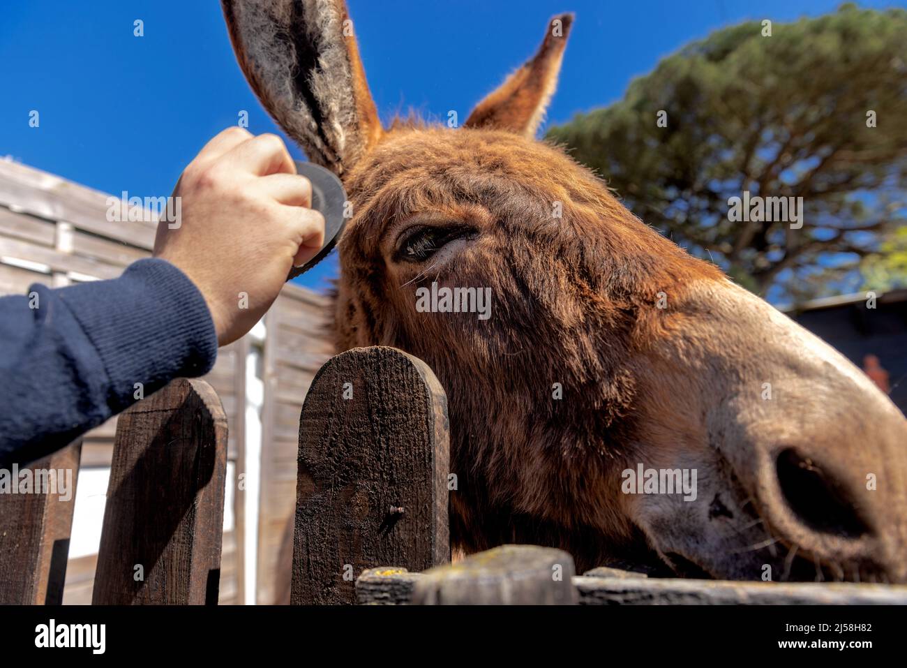 Human and donkey head hi-res stock photography and images - Alamy