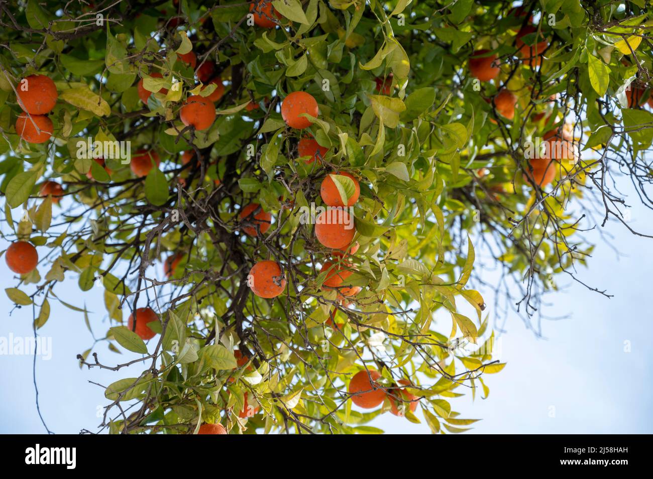 Orange tree with many sweet ripe citrus orange fruits ready to harvest ...