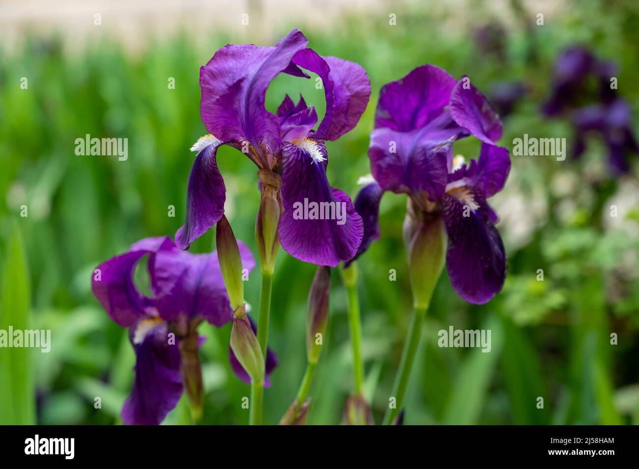 Big purple lilac iris flower in blossom, springtime in Provence, France ...