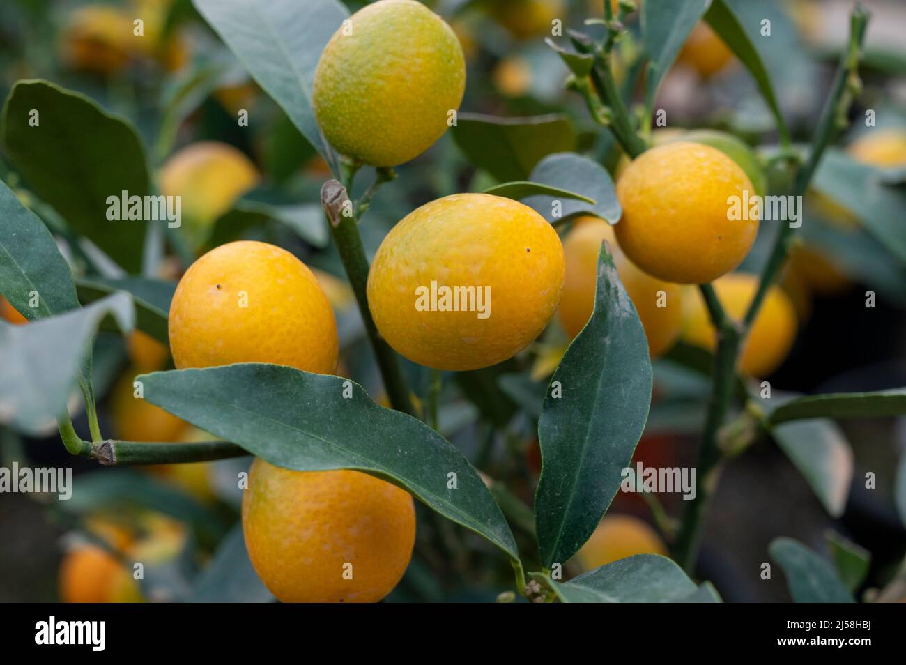 Yellow ripe sweet kumquat or cumquat citrus fruits on plant ready to ...