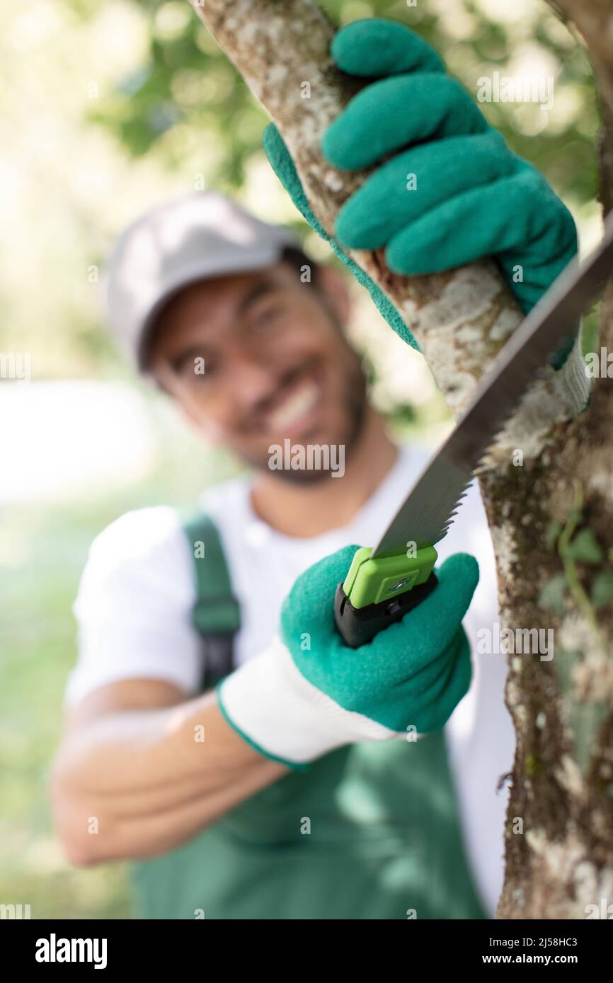 man cutting a tree with a saw Stock Photo - Alamy