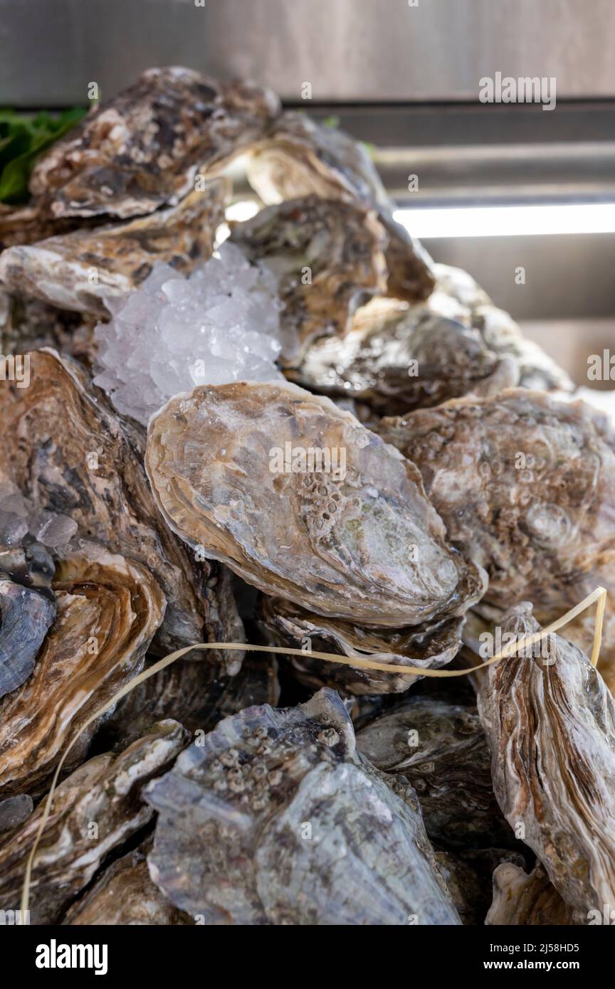 Fresh raw closed oysters seashells for sale on fish market ready to eat ...