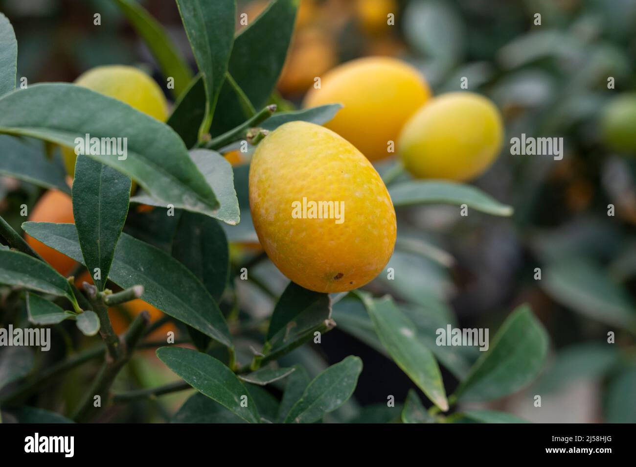 Yellow ripe sweet kumquat or cumquat citrus fruits on plant ready to ...
