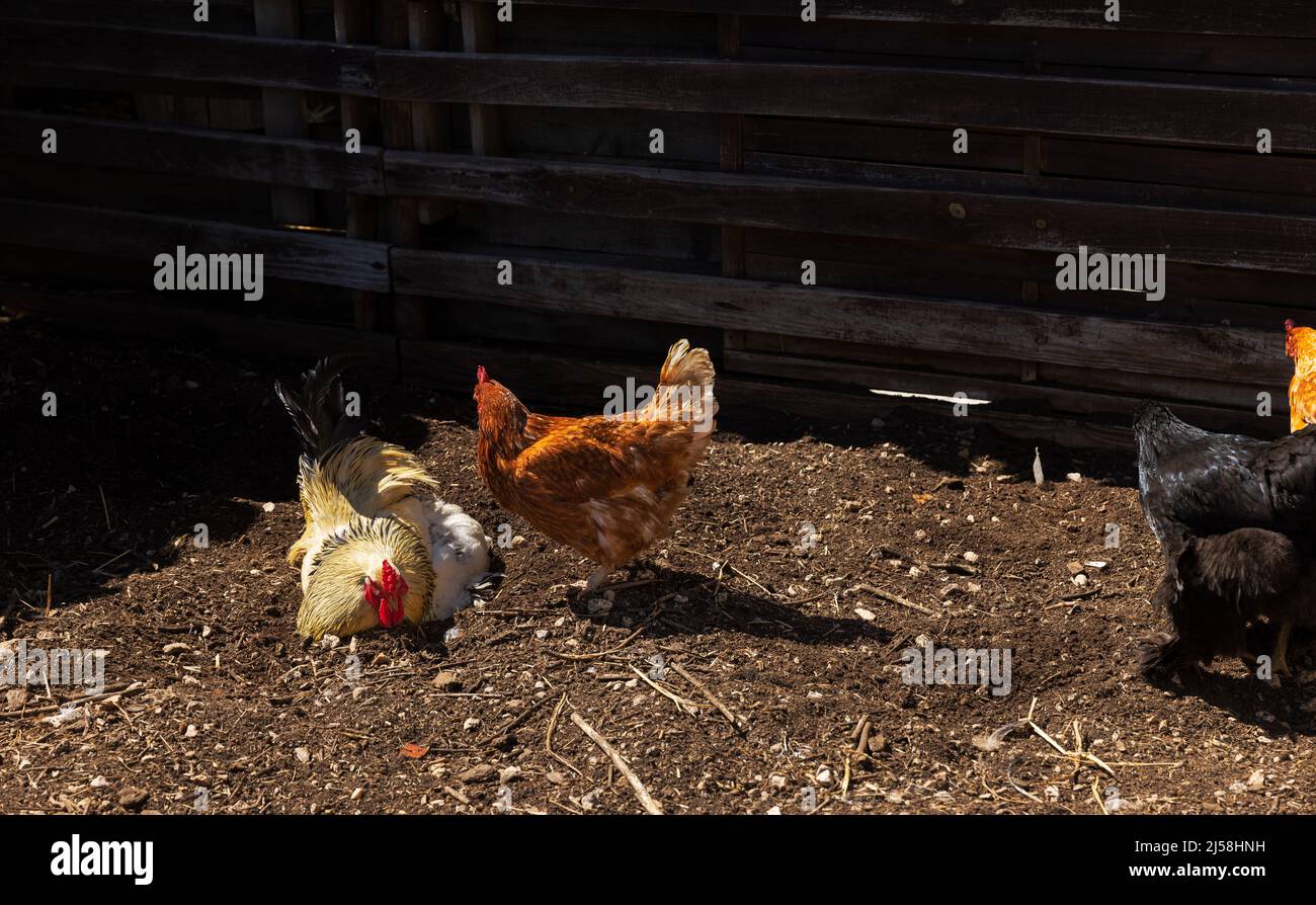 Chickens seen from above in barn Stock Photo - Alamy