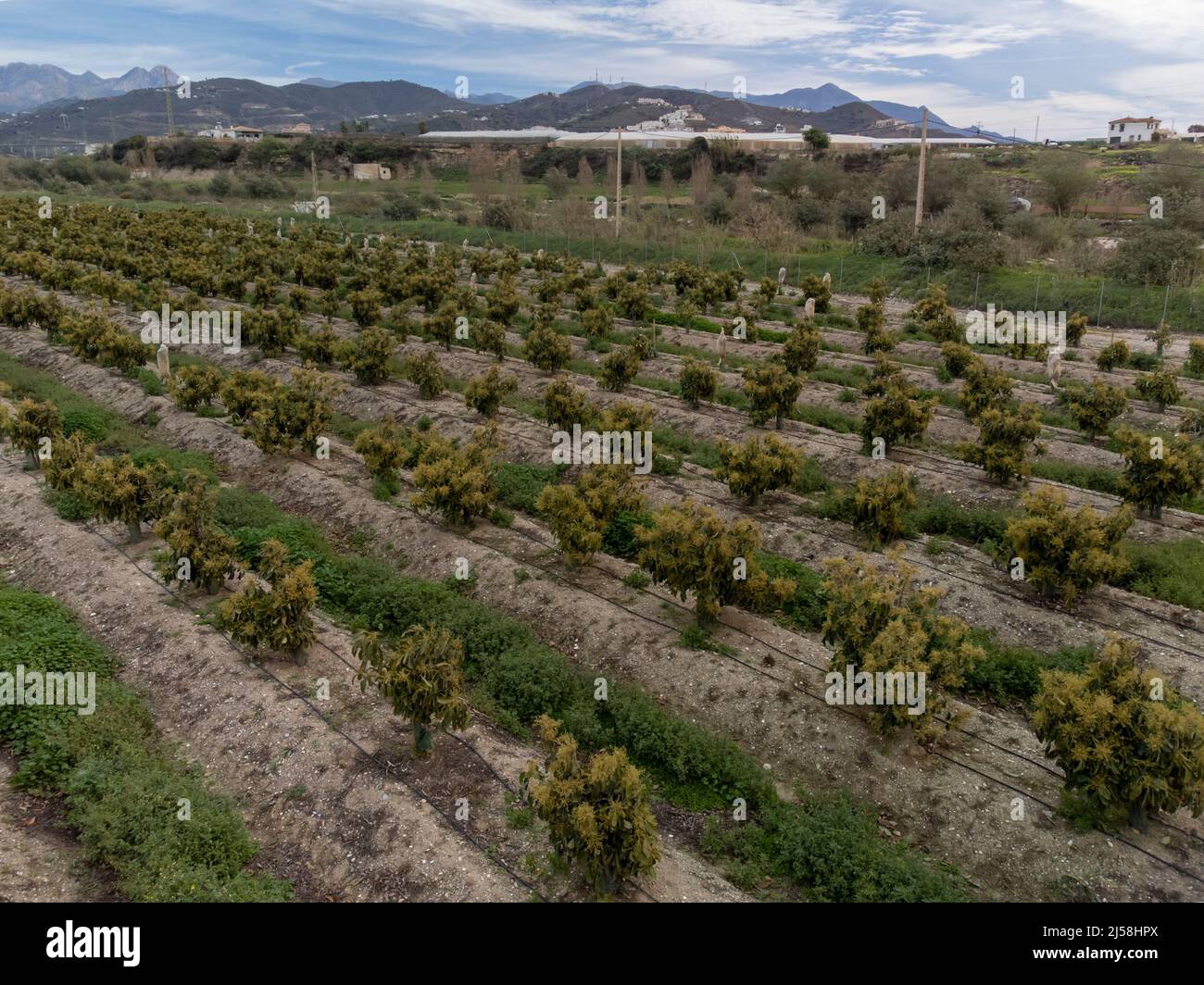 Aerial view on rows of evergreen avocado trees on plantations in Costa ...