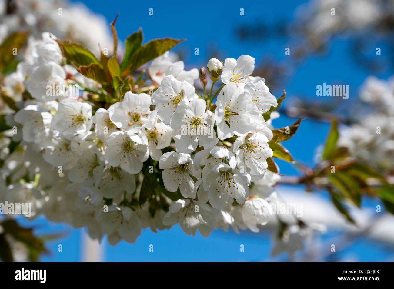 Spring blossom of sweet cherry trees, fruit orchards in Betuwe ...