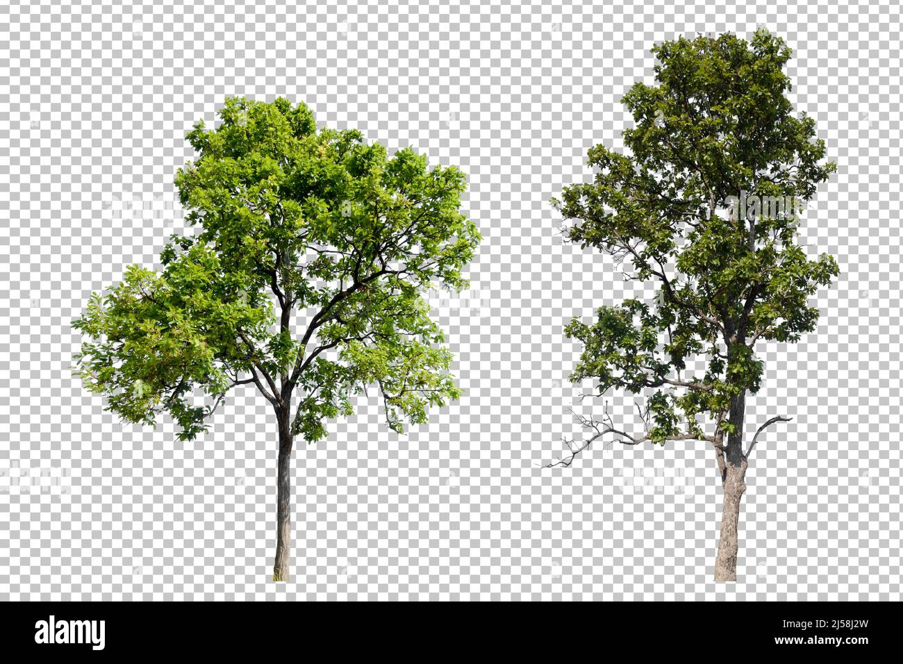 tree on transparent background picture with clipping path Stock Photo ...