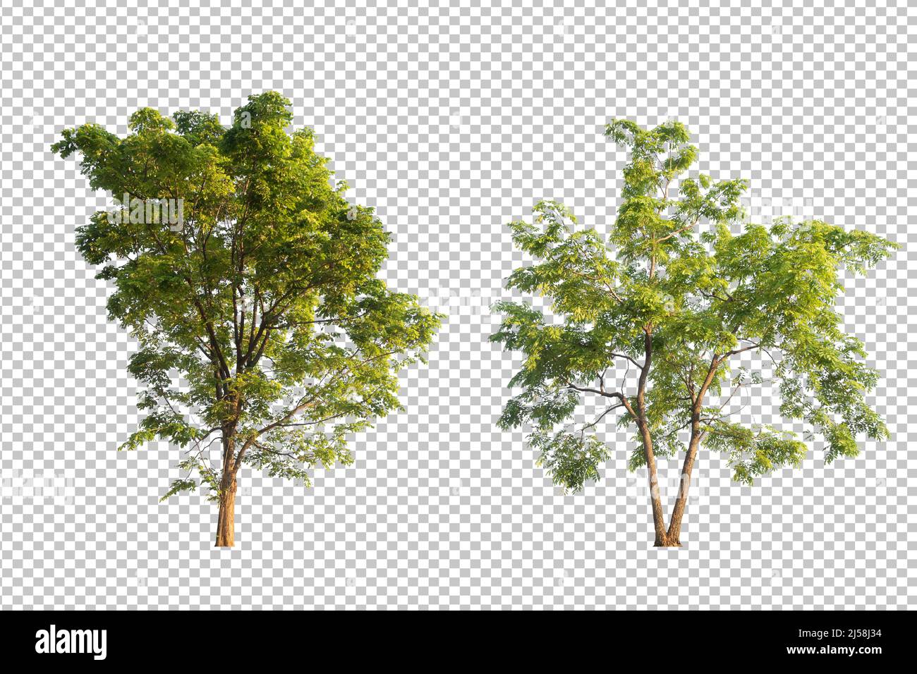 tree on transparent background picture with clipping path Stock Photo ...