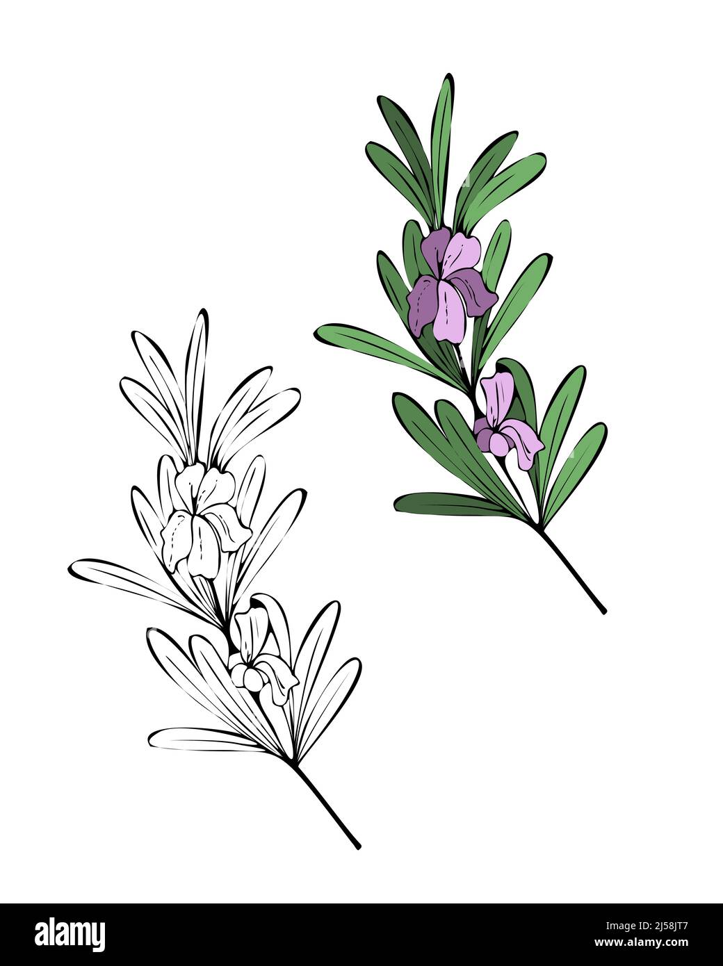 Rosemary Flower Outline Rosemary Reverie Poster