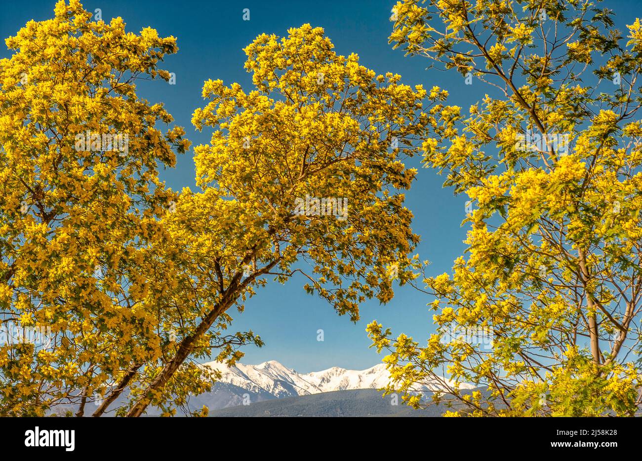 Mimosas (gold wattle) flowering in the Pyrénées-Orientales, with Mount ...