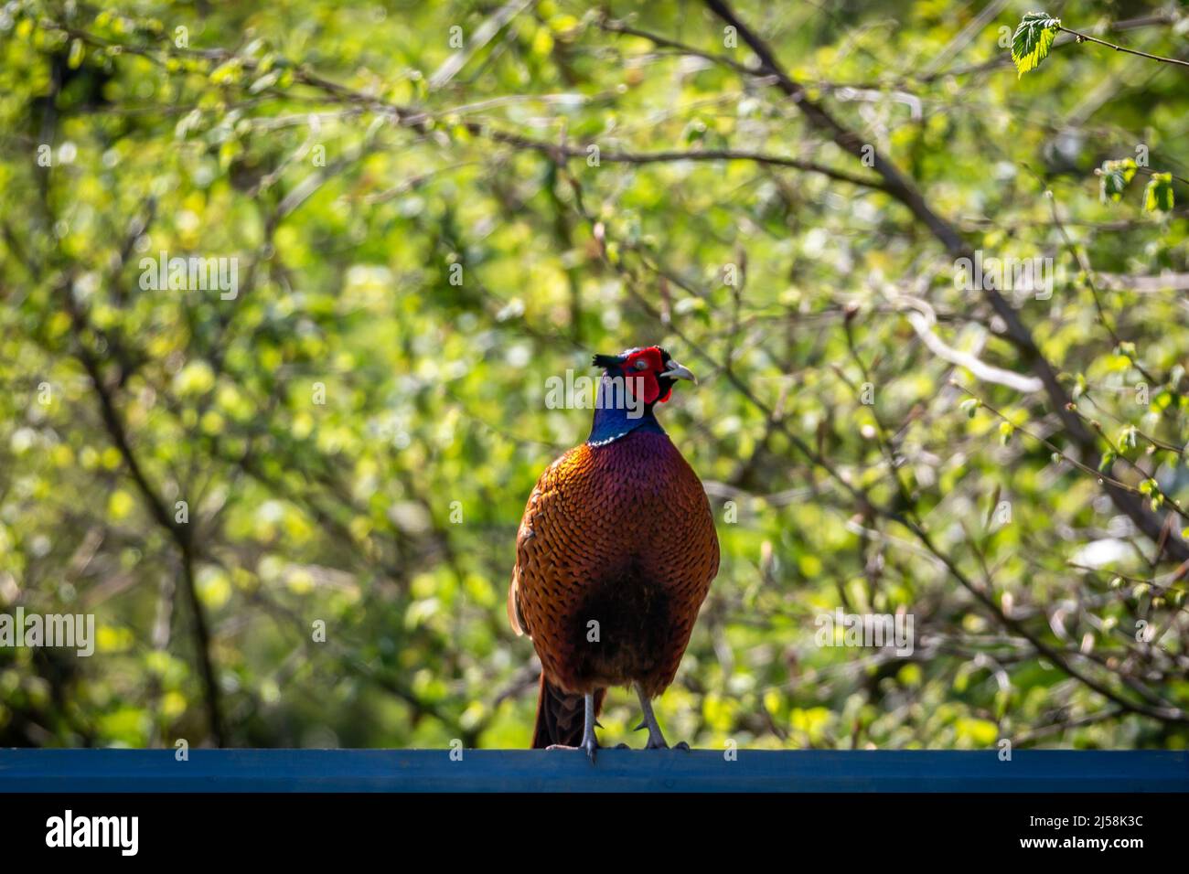 A pheasant standing surrounded by green foliage Stock Photo - Alamy