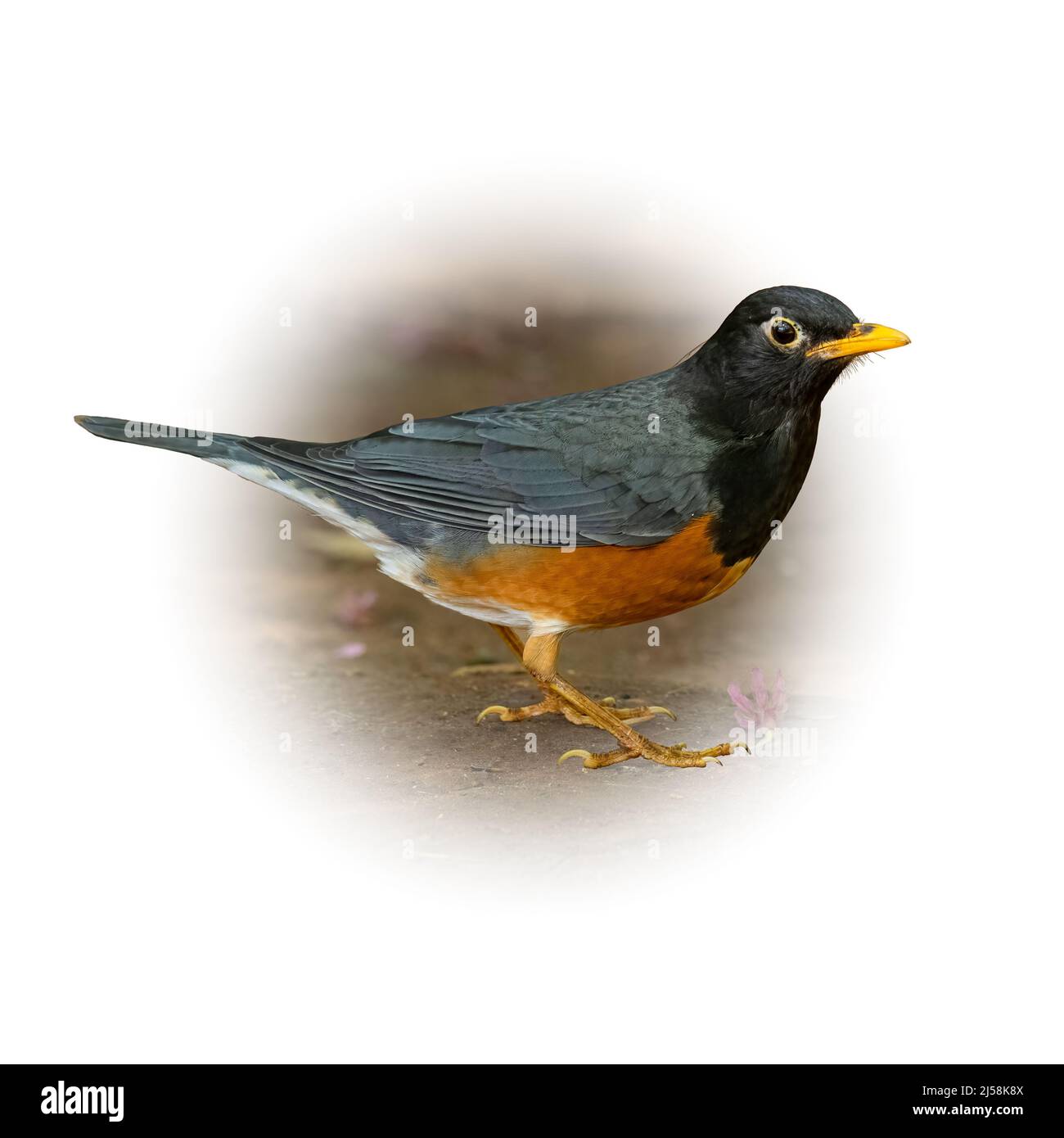 Male Black-breasted Thrush perching on the ground looking into a ...