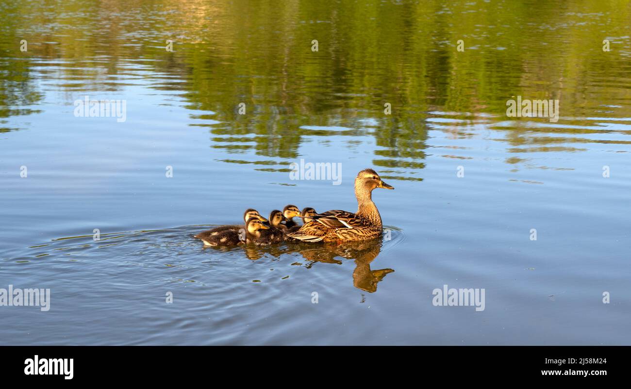 Calm water with duck swimming hi-res stock photography and images - Alamy