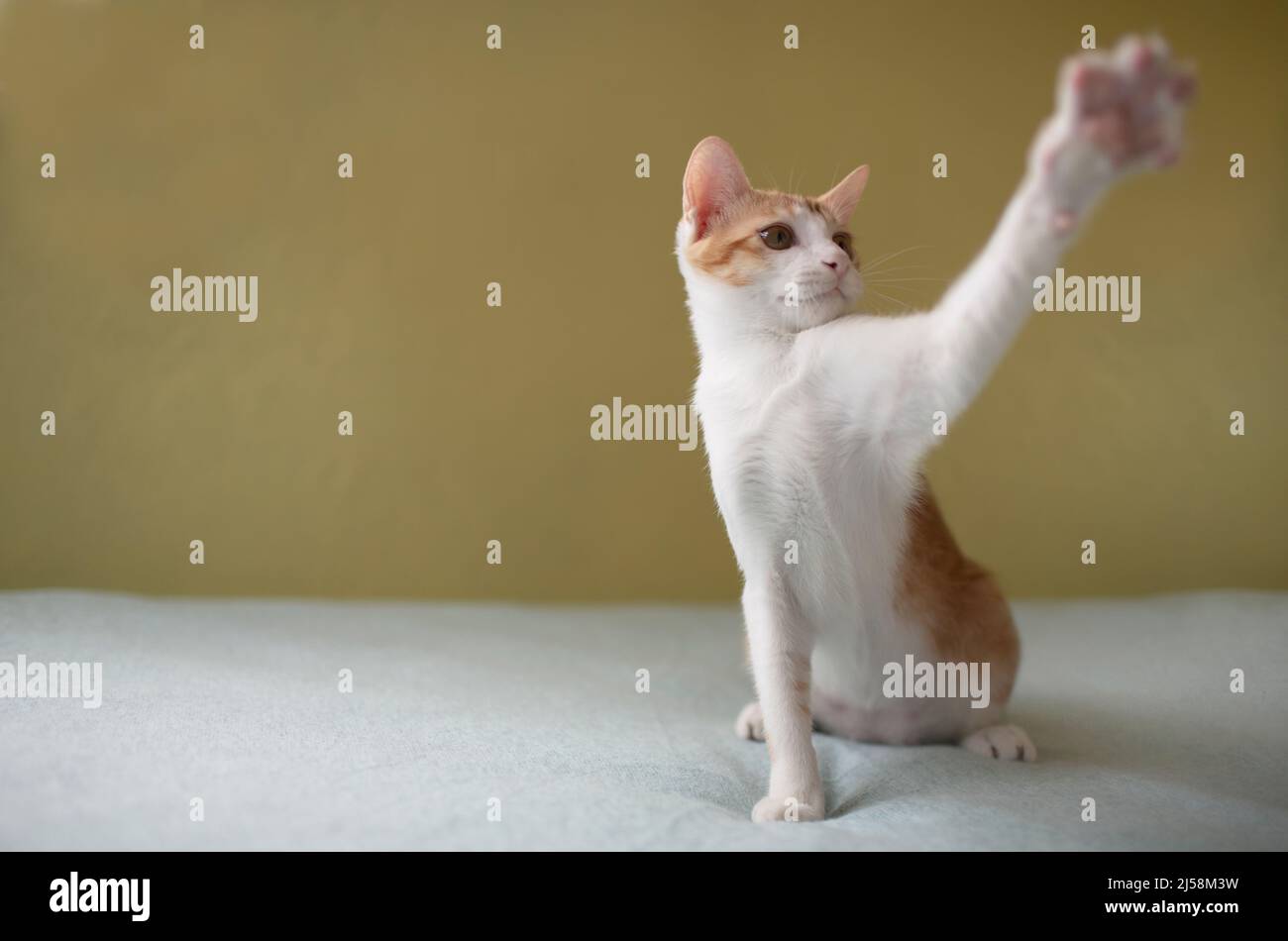 cat raise arm and wave its hand Stock Photo - Alamy