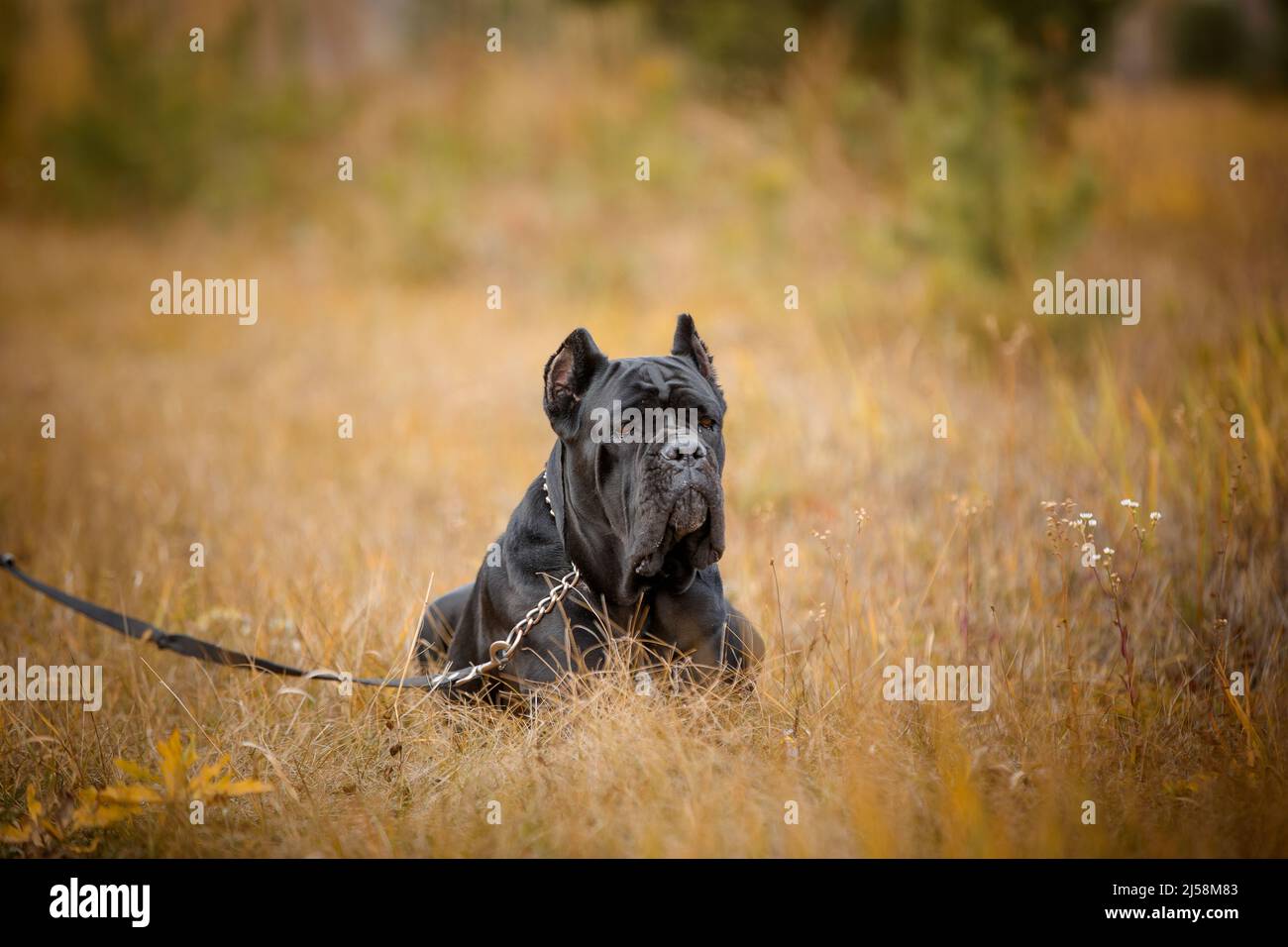 Italian mastiff Cane Corso posing in autumn field Stock Photo - Alamy