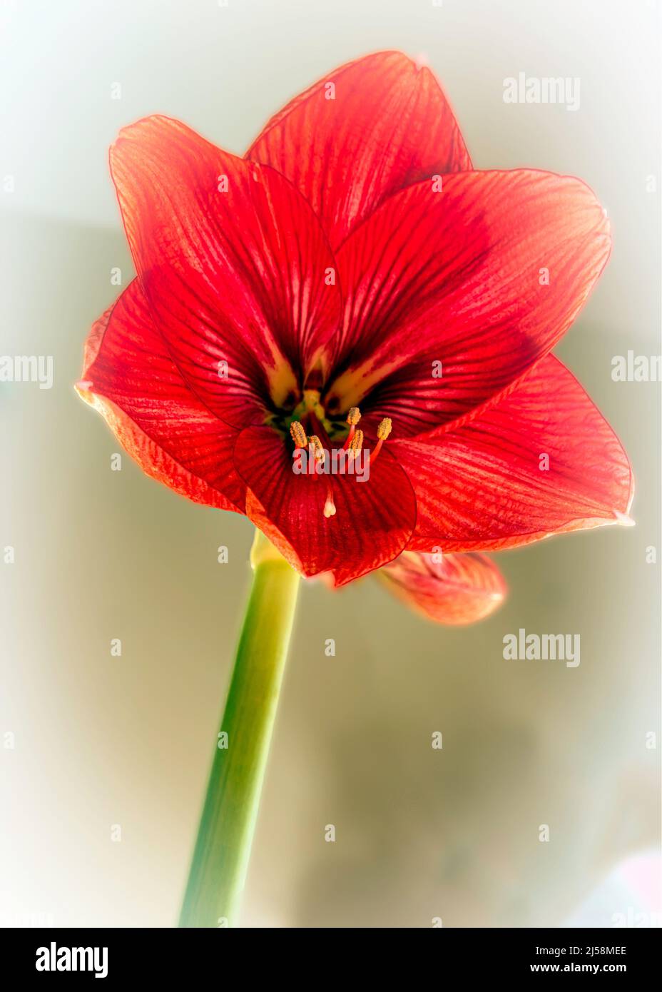 Cardinal river hi-res stock photography and images - Alamy