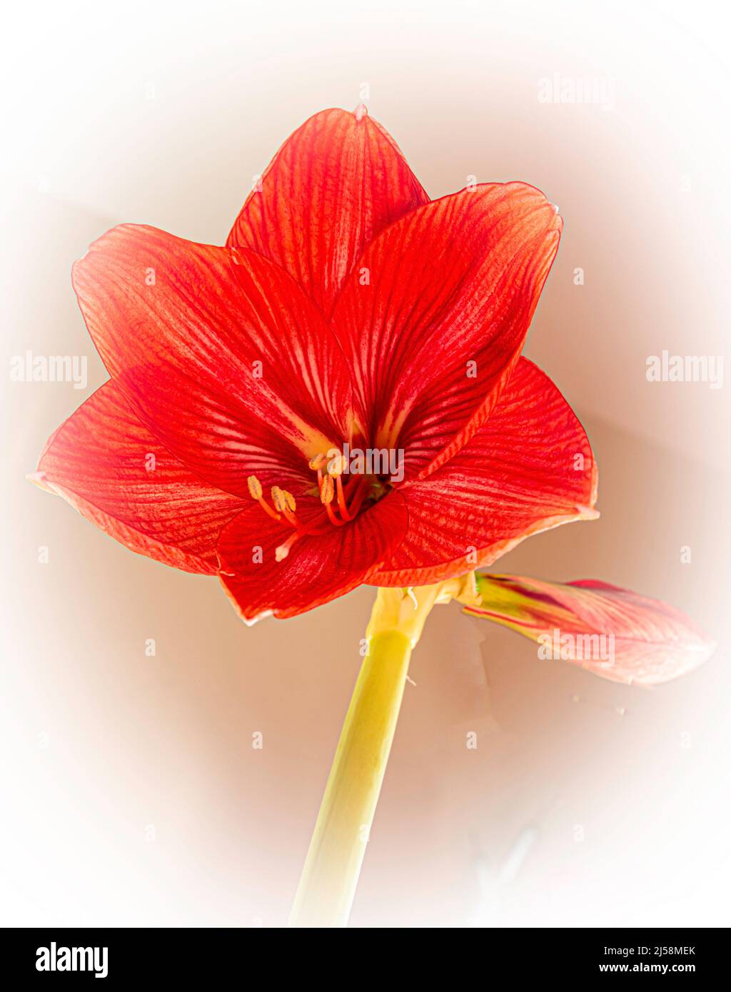 The Blue Lagoon Stock Photo - Alamy