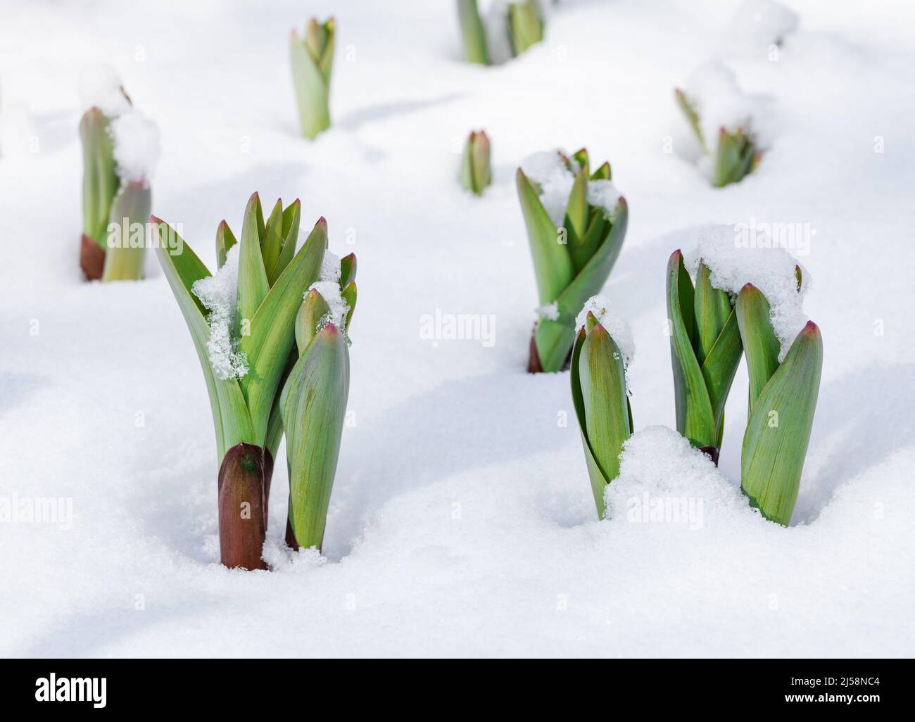 Plant season springtime start hi-res stock photography and images - Alamy