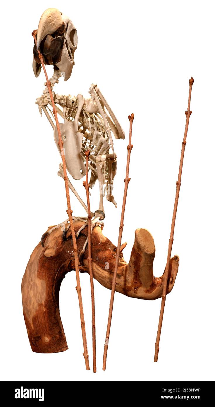 3D rendering of a skeleton of a parrot isolated on white background ...